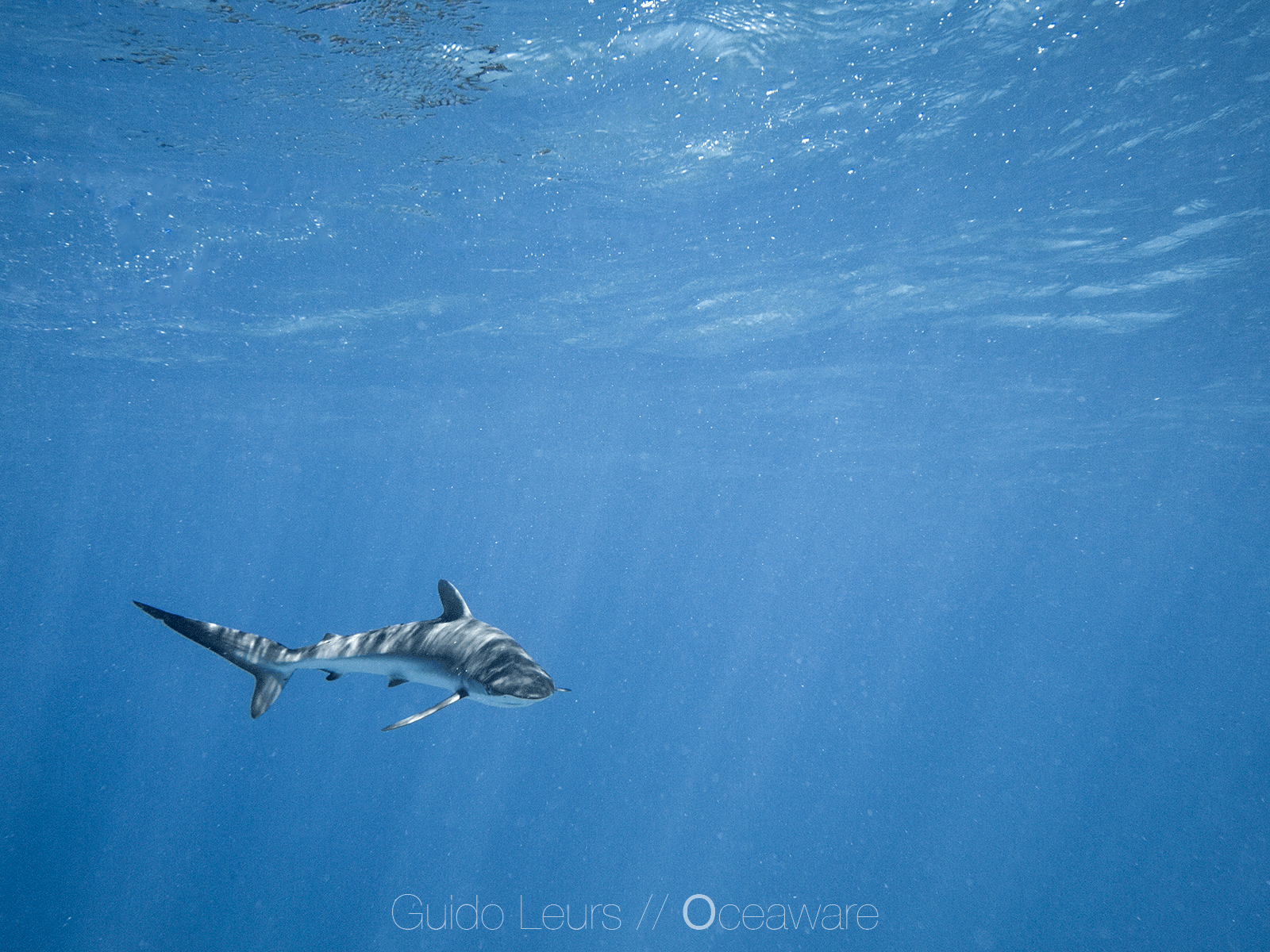 Past and Present of Sharks in Curaçao – Guido Leurs